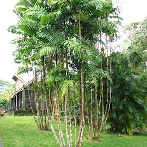 Jual pohon palm Jepang (palm hijau) tinggi 4 meter sampai 5 meter - Kab ...