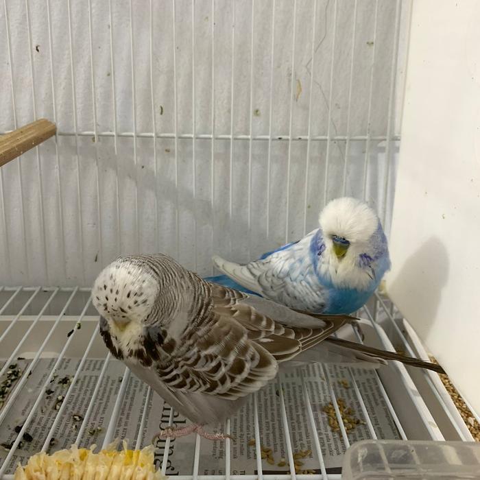 Jual Burung Hias Parkit Holland EB Mutasi Spangle Pasangan Siap Ternak ...