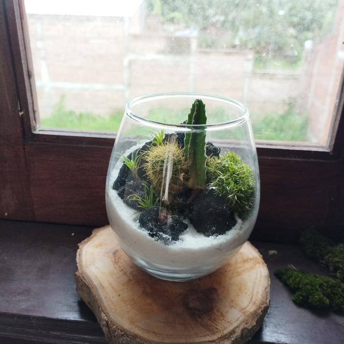 Jual hiasan rumah meja kaktus mini - Kota Malang - Rumahan 11 | Tokopedia
