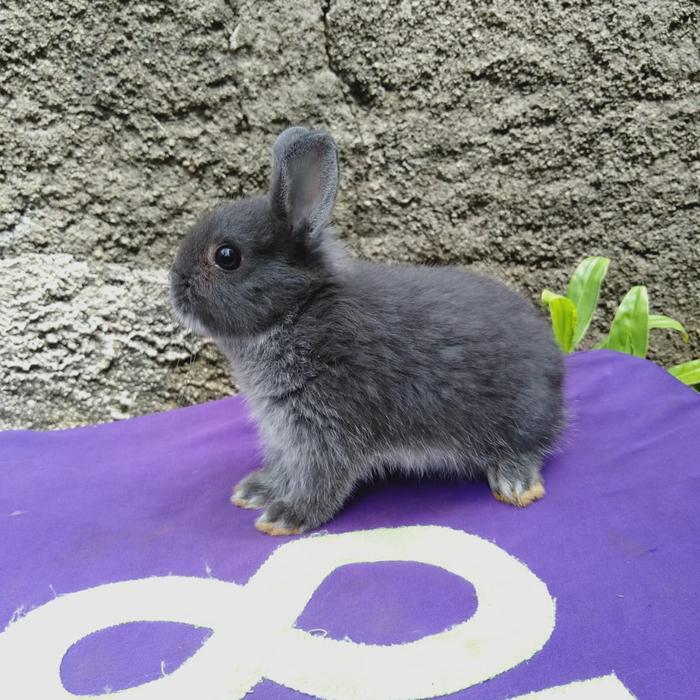 Jual Kelinci mini Netherland Dwarf-ND anakan jantan (3). - Kota Depok ...