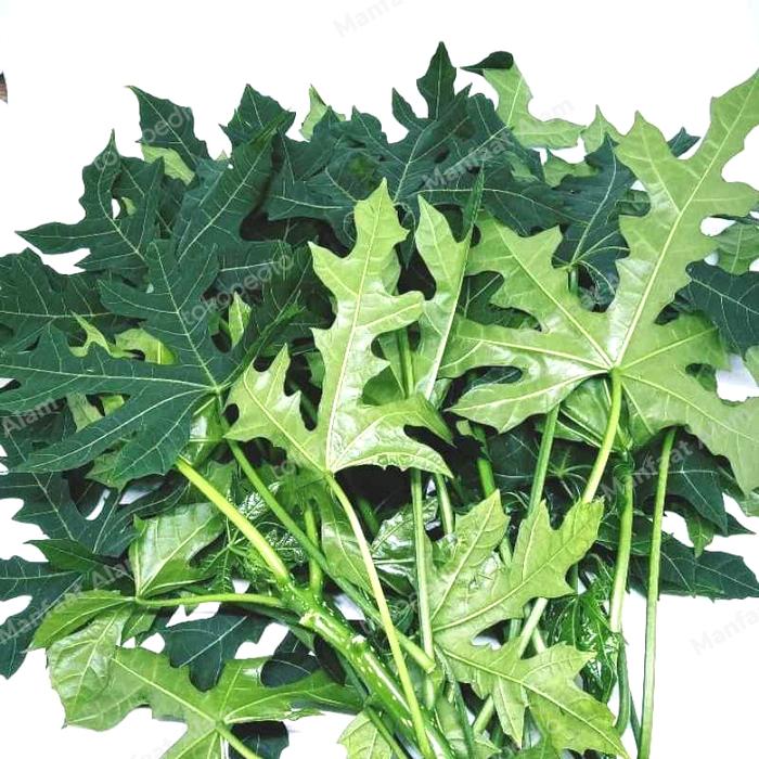 Jual 18 Tangkai Daun Pepaya Jepang Rasa Lebih Enak dari Daun Singkong ...
