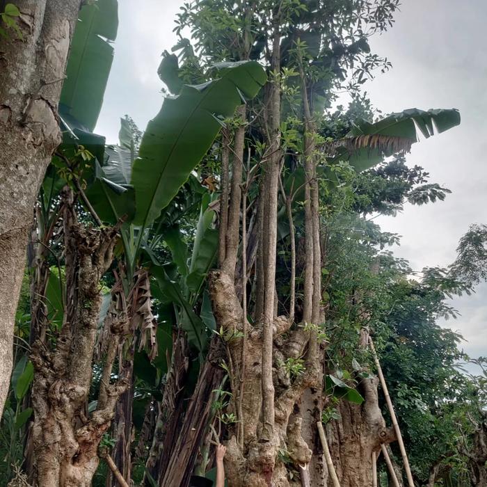 Jual Pohon pule fosil - Jakarta Barat - dayplant landscape | Tokopedia