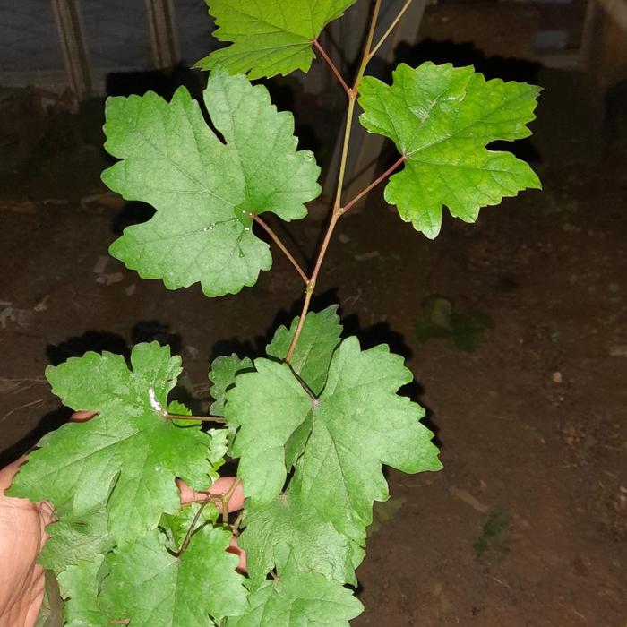 Jual Bibit Anggur Import Jenis Ninel/trans/jupiter/akademik/geovani Di ...