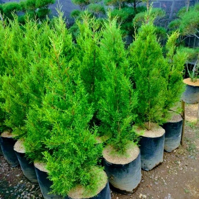 Promo Bibit Tanaman Cemara Rentes Wangi Tinggi 1 meter. - Kota ...