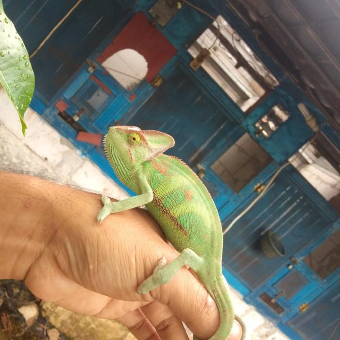 Jual veiled chameleon - Jakarta Timur - sanjaya shoopp | Tokopedia