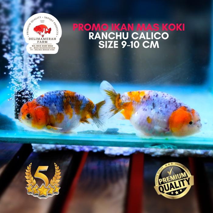 Jual PROMO IKAN MAS KOKI RANCHU CALICO SIZE 9-10 CM DISKON 50% YUK ...