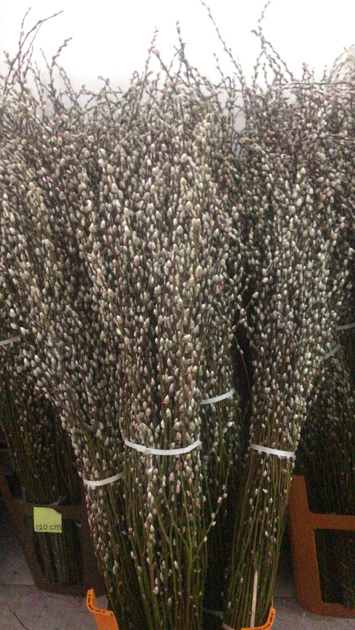 Jual Bunga PUSSY WILLOW 10 batang - WHITE, 100cm - Jakarta Barat ...