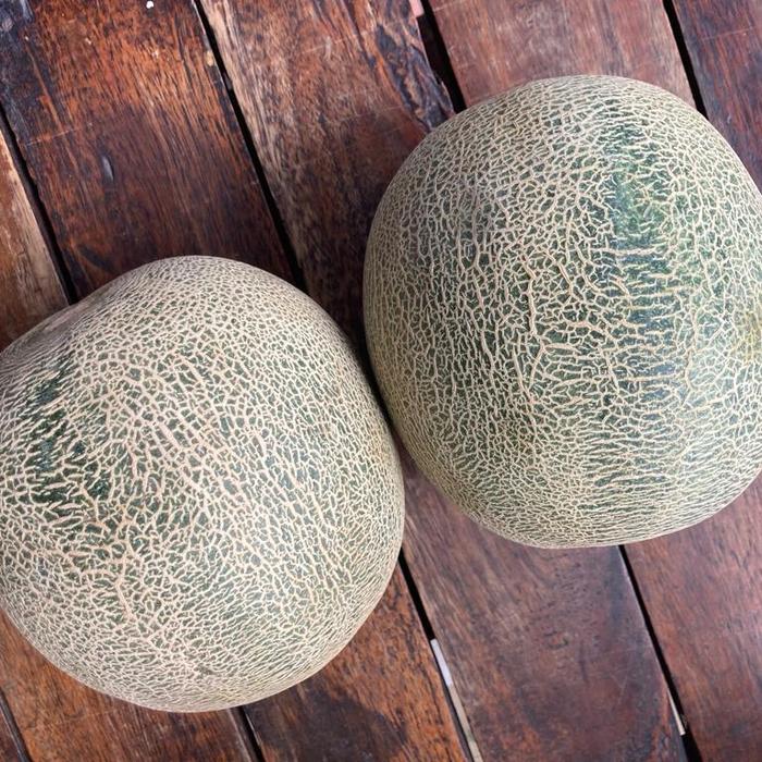 Jual Melon super/sky rocket segar, buah melon sky rocket, buah melon ...