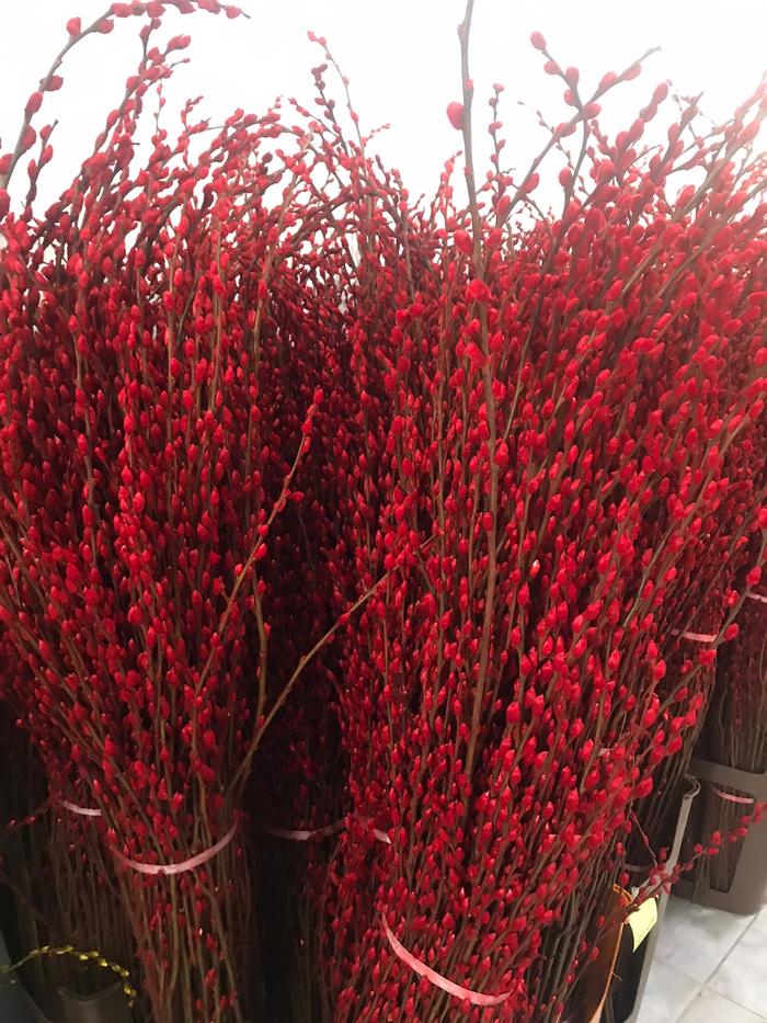 Jual Bunga PUSSY WILLOW 10 batang - YELLOW, 150cm - Jakarta Barat ...