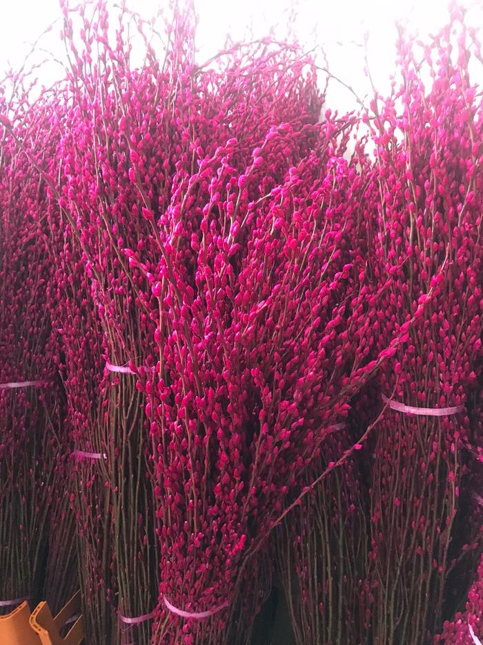 Jual Bunga PUSSY WILLOW 10 batang - YELLOW, 150cm - Jakarta Barat ...