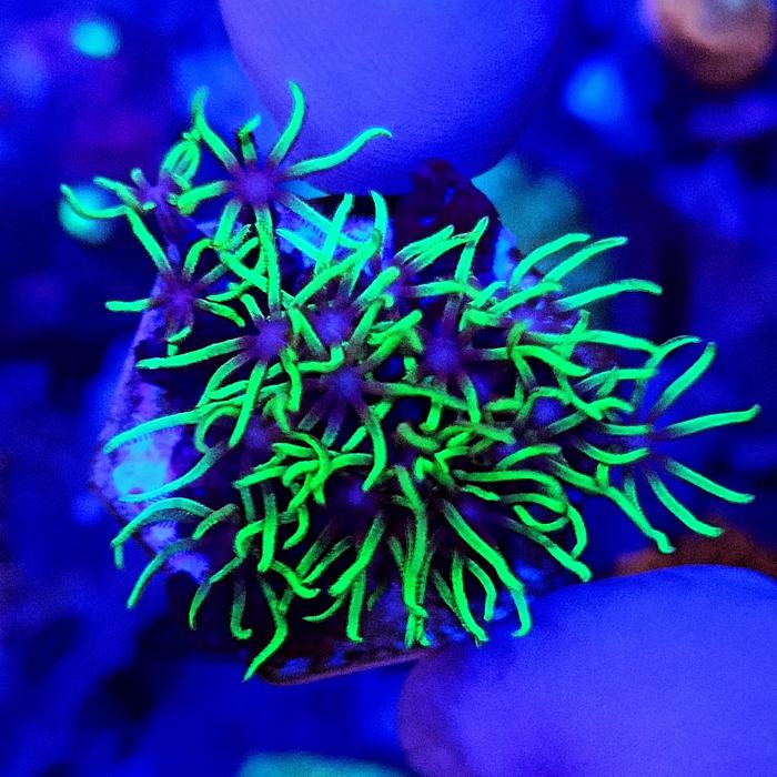 Jual green star polyp makassar bulu panjang laut dalam aquarium laut ...