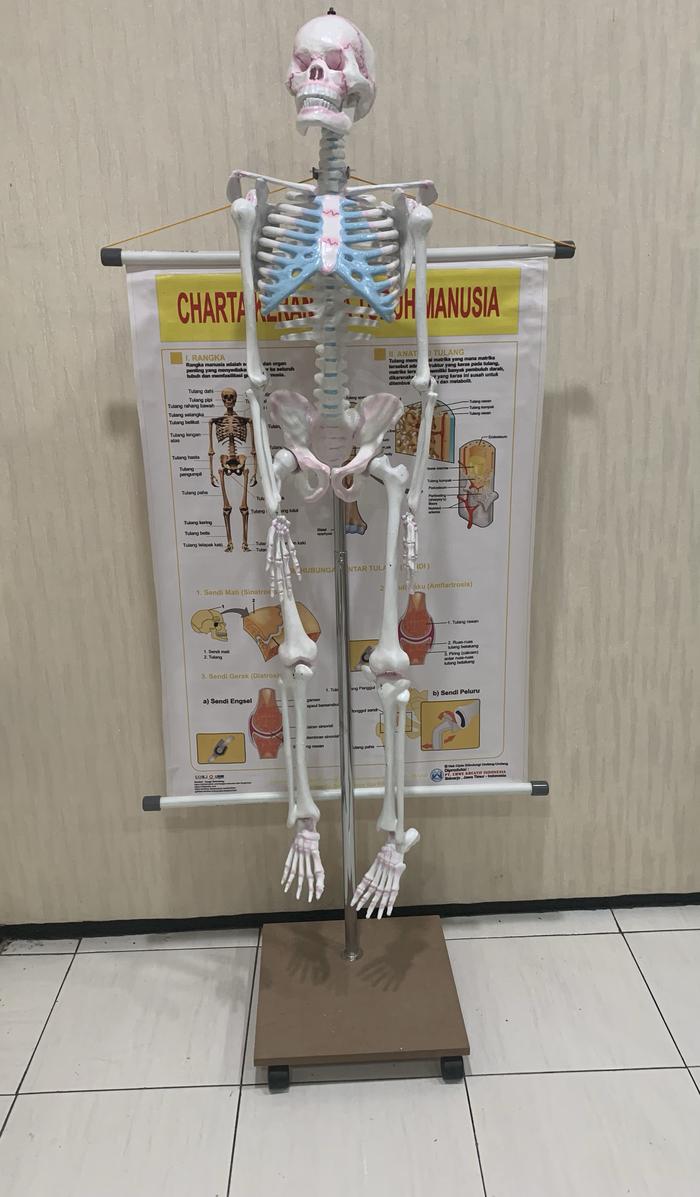 Jual [promo] Model Anatomi Tubuh Kerangka Manusia Besar 160 Cm-alat ...