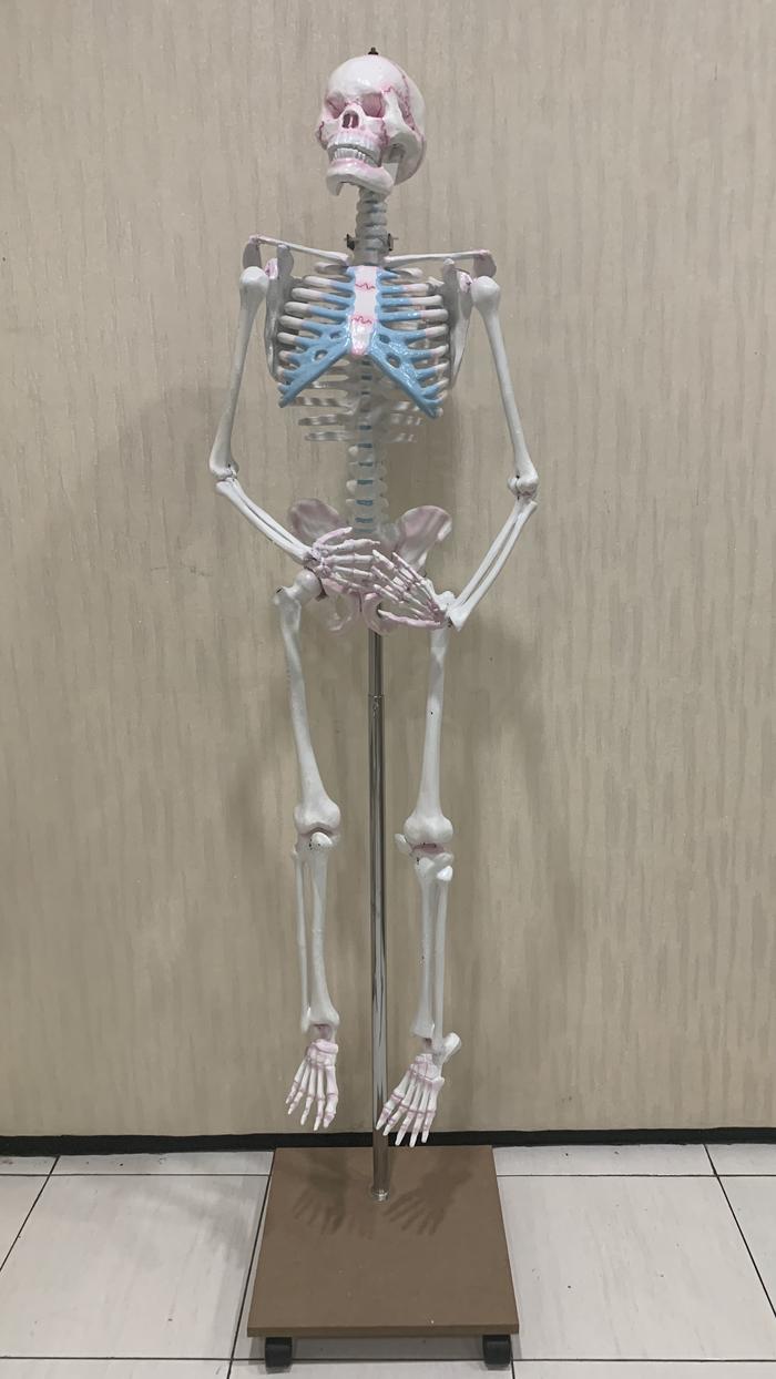 Jual [promo] Model Anatomi Tubuh Kerangka Manusia Besar 160 Cm-alat ...