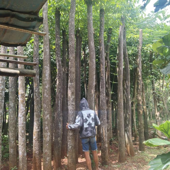 Jual pohon pule batang tunggal besar tinggi 4 m / pohon pulai - Kota ...