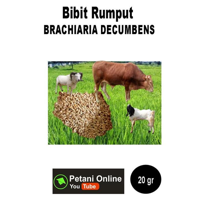 Jual BENIH BIJI RUMPUT BRACHIARIA DECUMBENS atau BEDE/SIGNAL GRES 1KG ...