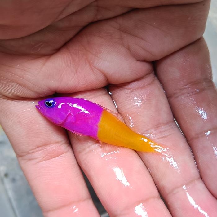 Jual ikan cantik pink yellow aquarium laut - Jakarta Selatan ...