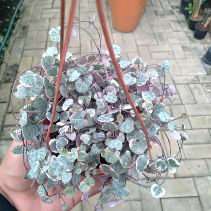 Jual Tanaman Hias String Of Heart Variegata Rimbun Pot Gantung - Kota ...