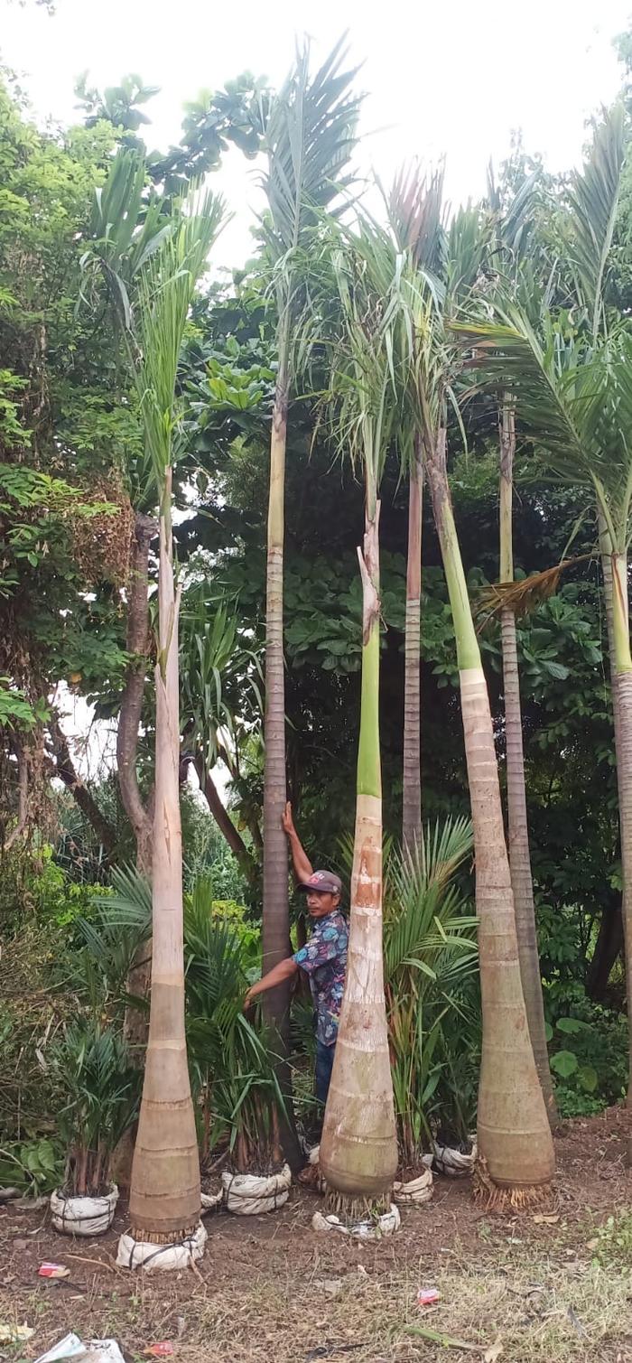 Jual Pohon Palem Raja / Palem Ibung Tinggi 3 Meter - Jakarta Barat ...