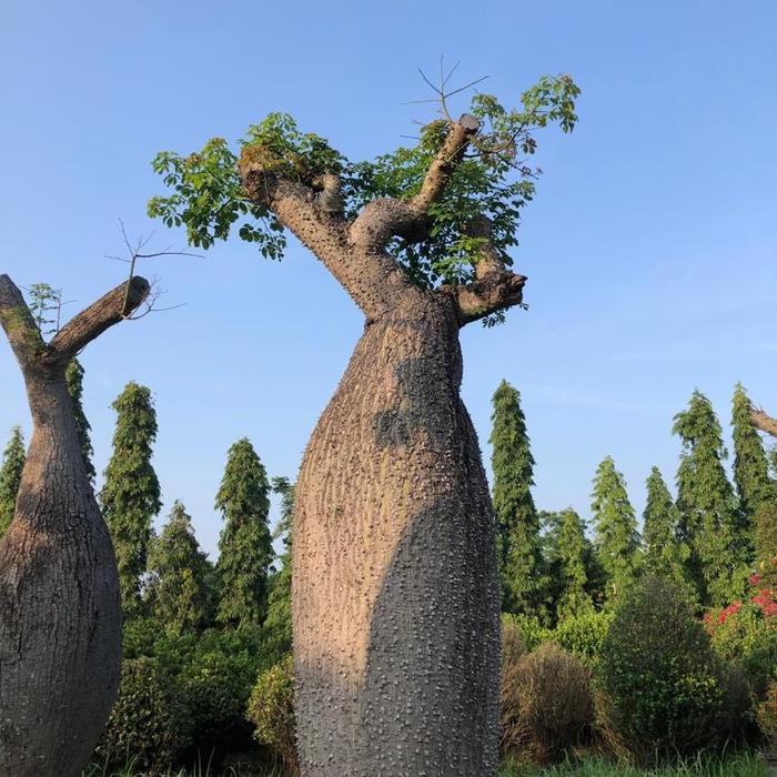 Jual Tanaman Import Pohon Bottle Tree Langka Cocok Untuk Icon Taman Di ...