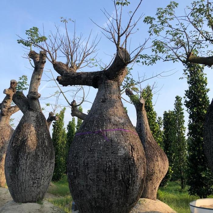 Jual Tanaman Import Pohon Bottle Tree Langka Cocok Untuk Icon Taman Di ...