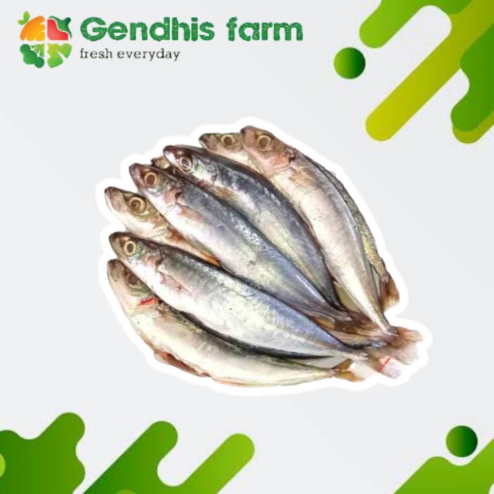 Jual Ikan Layang Segar (500 g) - Kab. Tangerang - Gendhis farm | Tokopedia