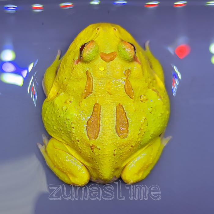 Jual kodok pacman frog all varian garansi D.O.A - Albino 4SPOT - Kota ...