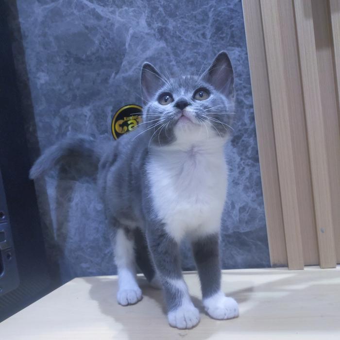 Jual kucing British short hair bicolor super lucu - Kota Surakarta ...