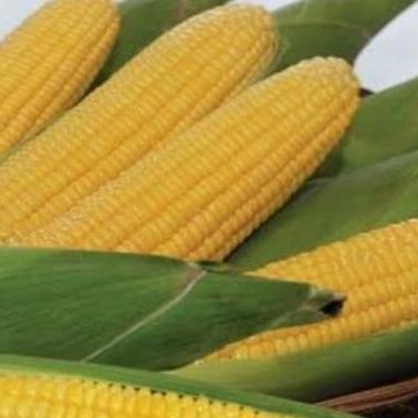 Jual Jagung Manis Madu per biji - Jakarta Barat - Al Barkah Buah ...