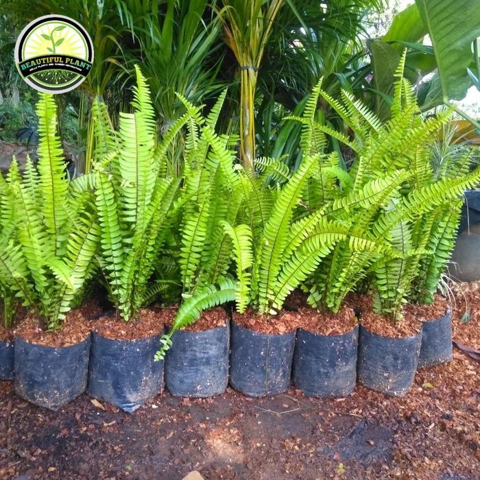 Jual tanaman hias vertical garden pakis kelabang - tanaman pakis - Kab ...