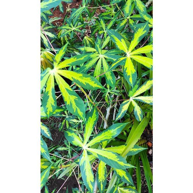 Jual Stek Batang Singkong Variegata - Batang Pohon Singkong Varigata ...