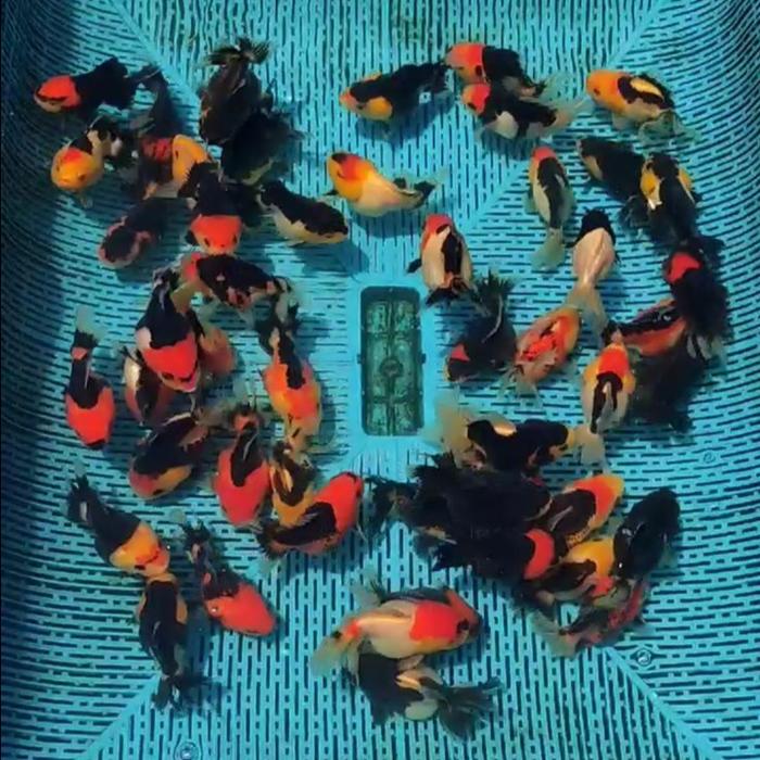 Promo Ikan Mas Koki Oranda Panda 3 Color / Panda 3c Super Quality ...