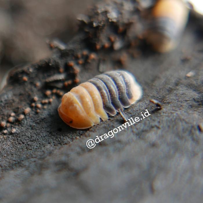 Jual Isopod Cubaris Rubber Bee - Jakarta Barat - dragonville | Tokopedia
