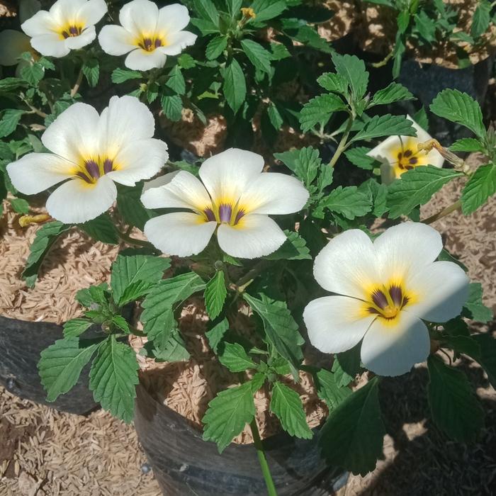 Jual Tanaman Hias Outdoor Bahan Taman - Kembang Siang / Bunga Yolanda ...