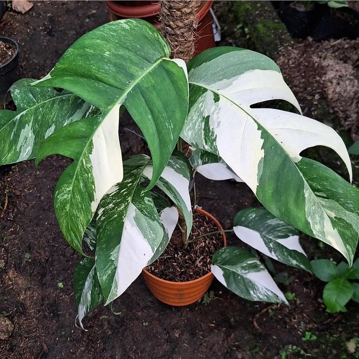 Jual tanaman hias epipremnum pinnatum variegata pohon epipremnum ...