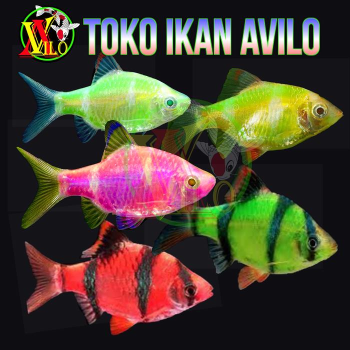 Promo ikan hias glow sumatra tiger barb warna warni - Kota Bekasi - toko ikan avilo | Tokopedia