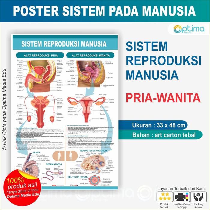 Jual Poster Carta Anatomi Sistem pada Manusia : Endokrin, Indra, DLL ...