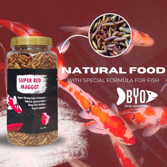 Promo MAGGOT SUPER RED PREMIUM BERKUALITAS PAKAN IKAN KOI / PREDATOR ...