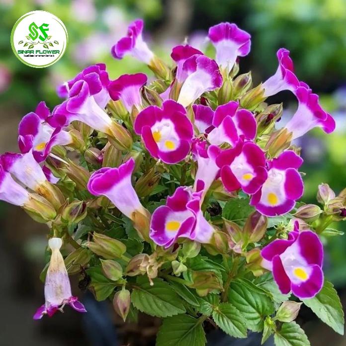 Promo bunga teronia/tanaman hias gantung/tanaman hias bunga teronia ...