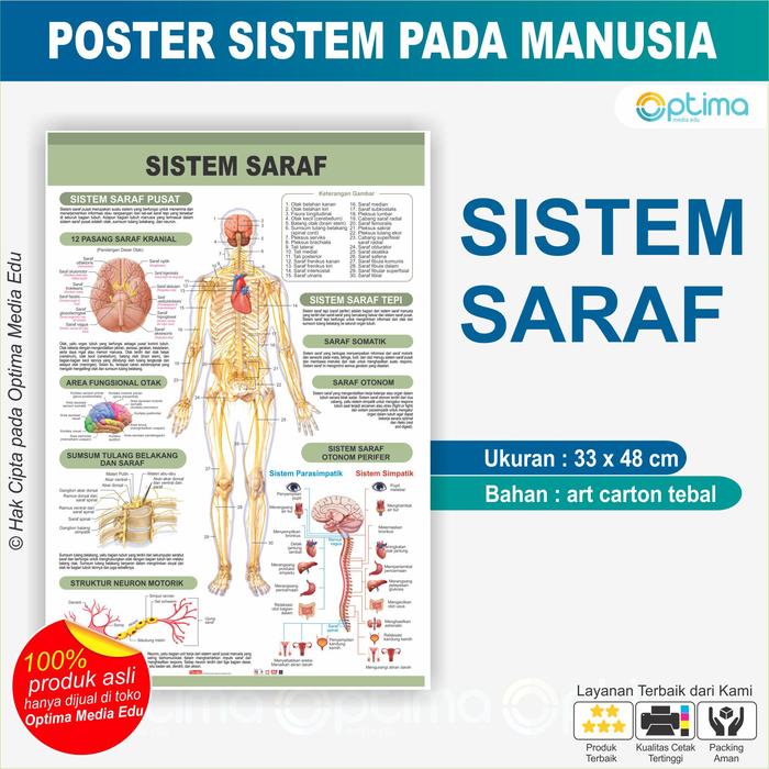 Jual Poster Carta Anatomi Sistem pada Manusia : Endokrin, Indra, DLL ...
