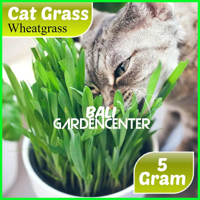 Jual Benih Biji Wheatgrass Cat Grass - Rumput Kucing Rumput Gandum ...