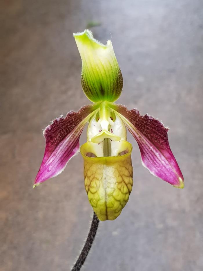 Jual paphiopedilum sangii - Kab. Bandung - Loretta Orchid | Tokopedia