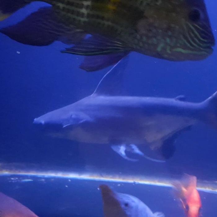 Jual HIASAN AQUARIUM PAROON SHARK BIG SIZE GENGHISKHAN HIU AIR TAWAR ...