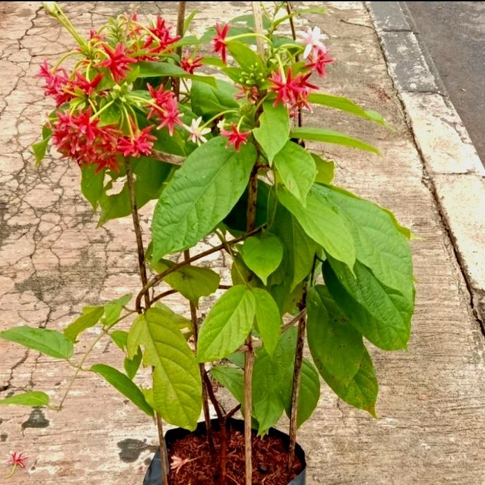 Jual tanaman melati belanda wangi - Jakarta Utara - BARICLY GARDEN ...