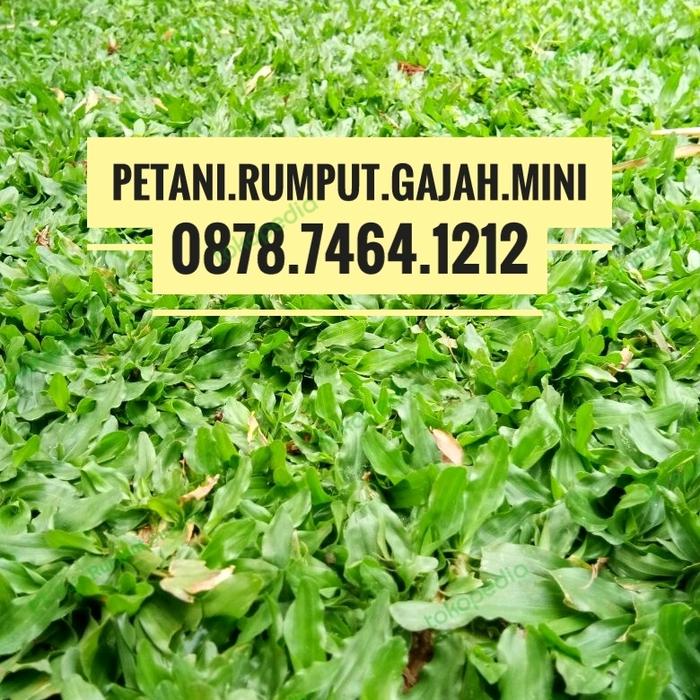 Jual SUPER RUMPUT GAJAH MINI TERMURAH DAN TANAMAN PENGHIAS TAMAN ASRI ...