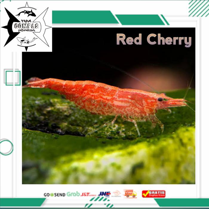 Jual udang hias aquascape red Cherry - Kab. Karanganyar - COMPAS_FARM ...