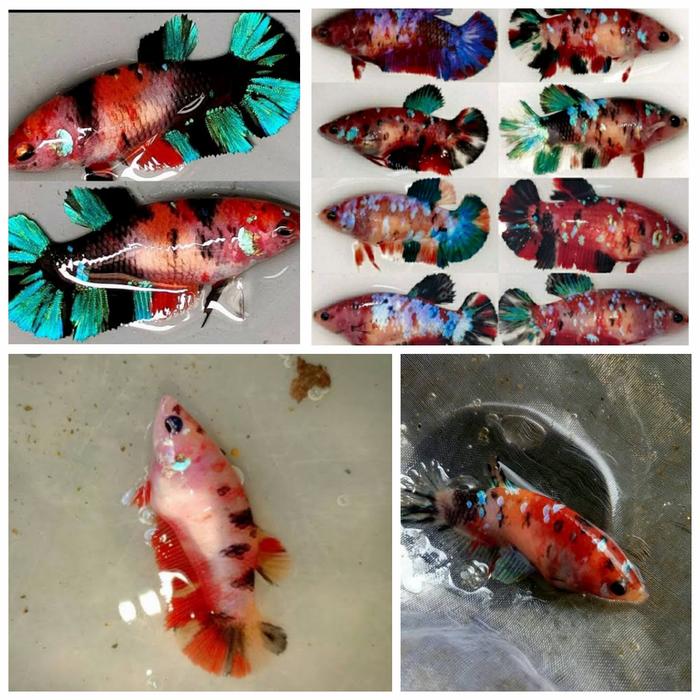 Jual ikan cupang nemo betina multicolour / cupang nemo betina top grade ...