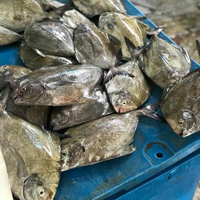 Jual ikan dorang segar 1kg wajib gosend - Kota Surabaya - koleksisachi ...