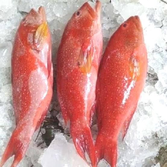 Jual Ikan kerapu lodi merah fresh berkualitas - 1Kg - Jakarta Selatan ...