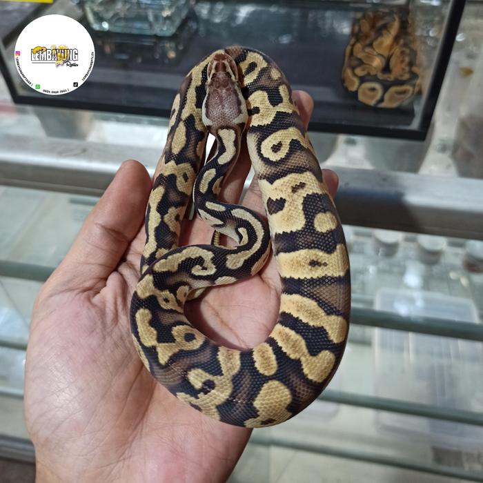 Jual Ball python fire pastel female - Jakarta Selatan - lembayungreptiles | Tokopedia