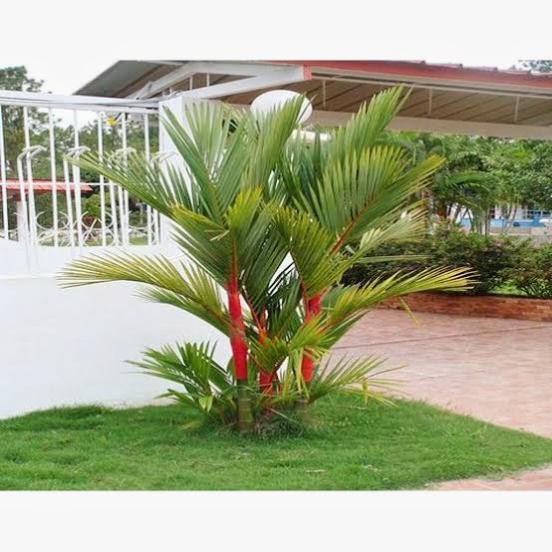 Pohon Pinang Merah